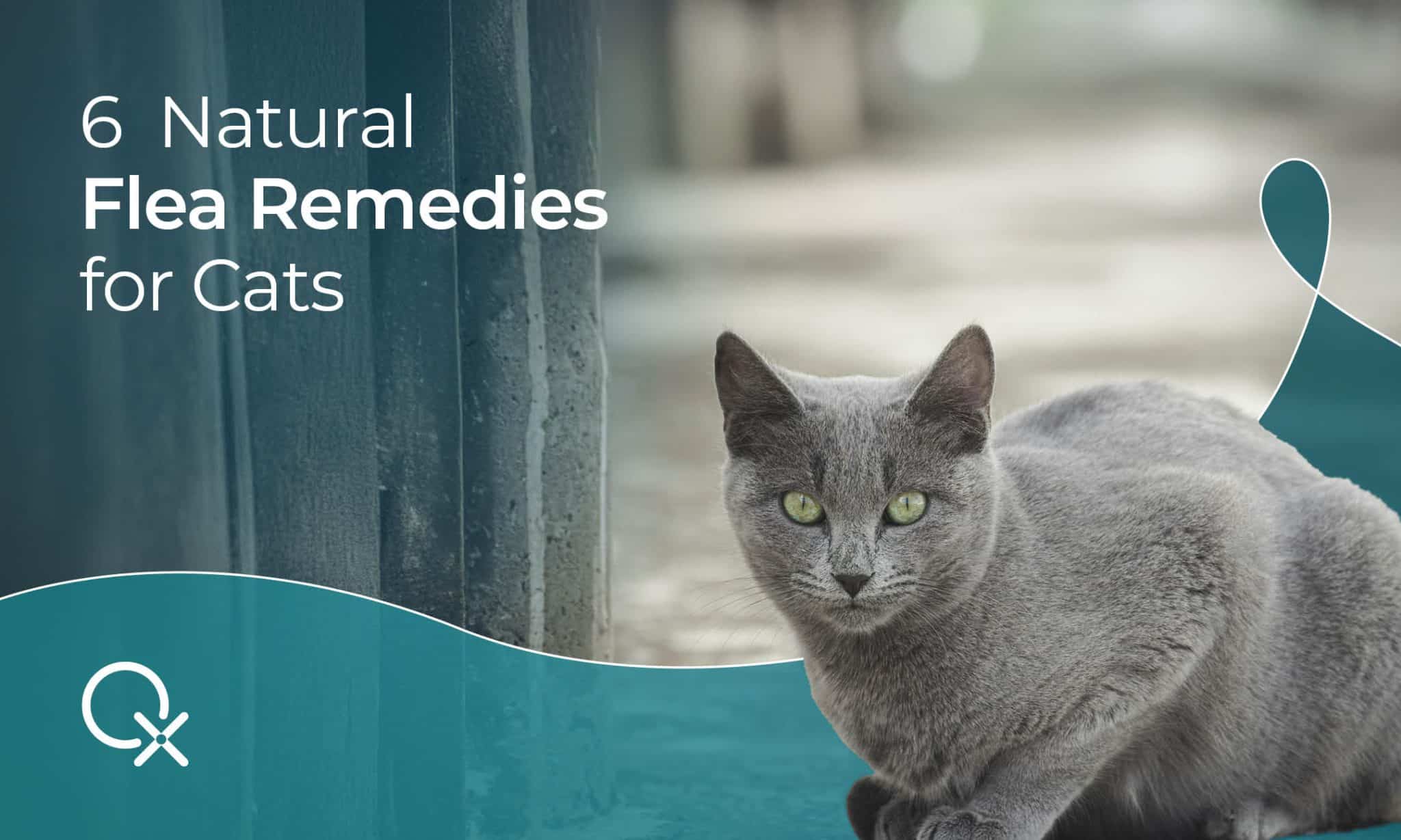 6 Natuurlike Remedies vir Vlooi- en Bosluisbeskerming by Katte